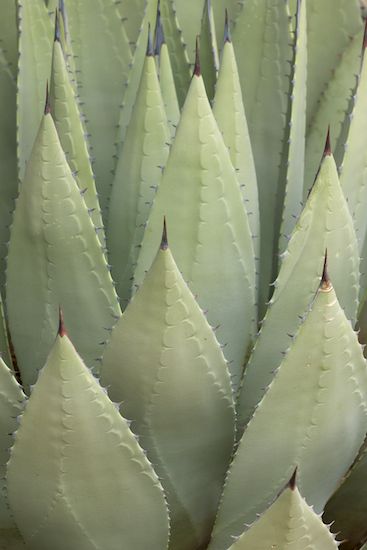 Botanicals